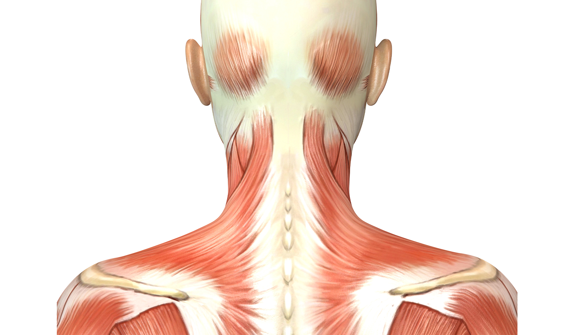 Allenare il collo, primo passo verso la consapevolezza posturale ...